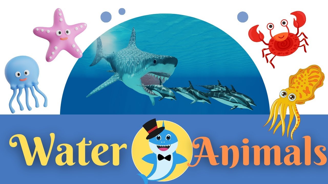 Sea Animals| Sea animals for kids| water animals|sea creatures| ocean ...