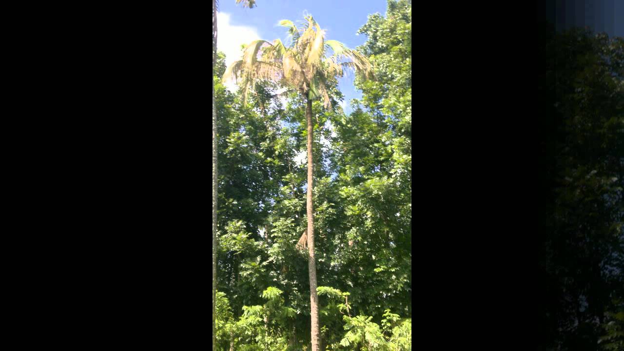 COCONUT SCALE INSECT ERADICATION PROJ - TORRES FARM PART 2A - YouTube