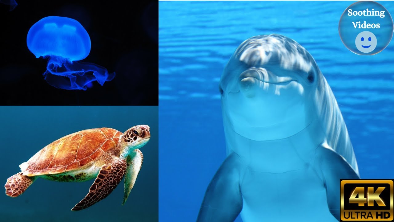 Beautiful Ocean Animals - Relaxing Video - Ambient Music - 4K UHD - YouTube