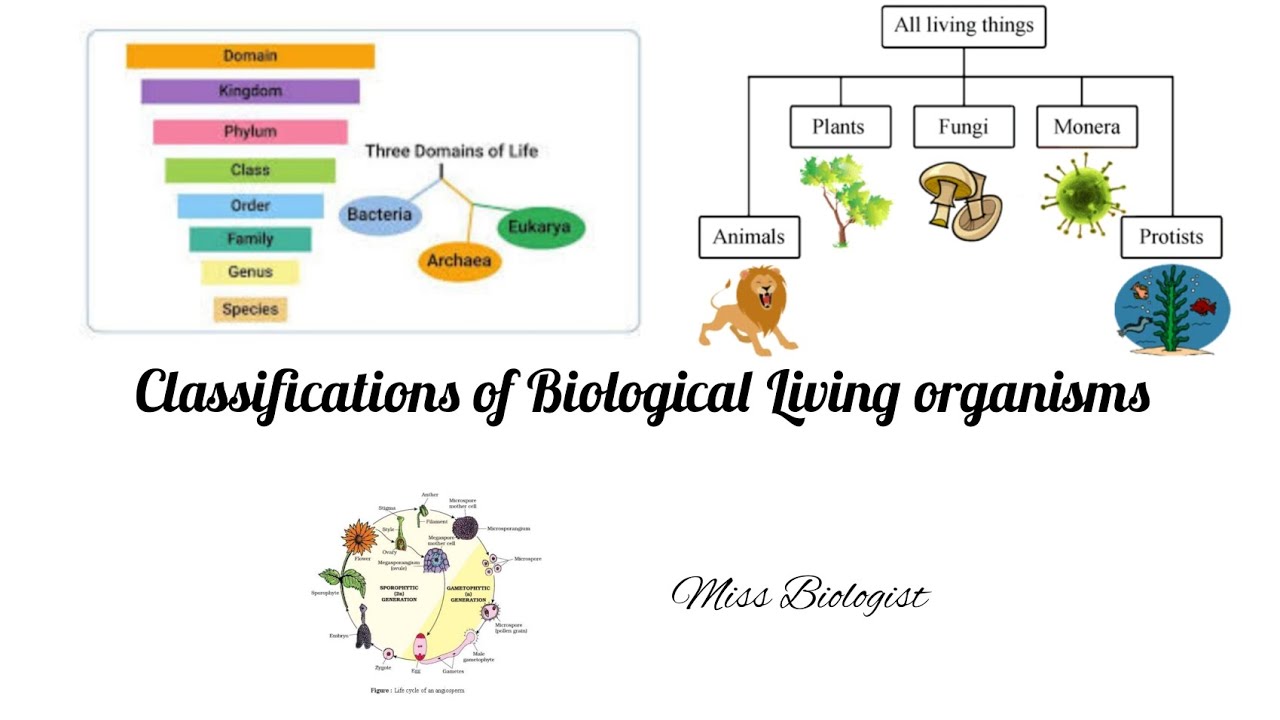 History of Classifications of Living Organisms || Biological Living ...