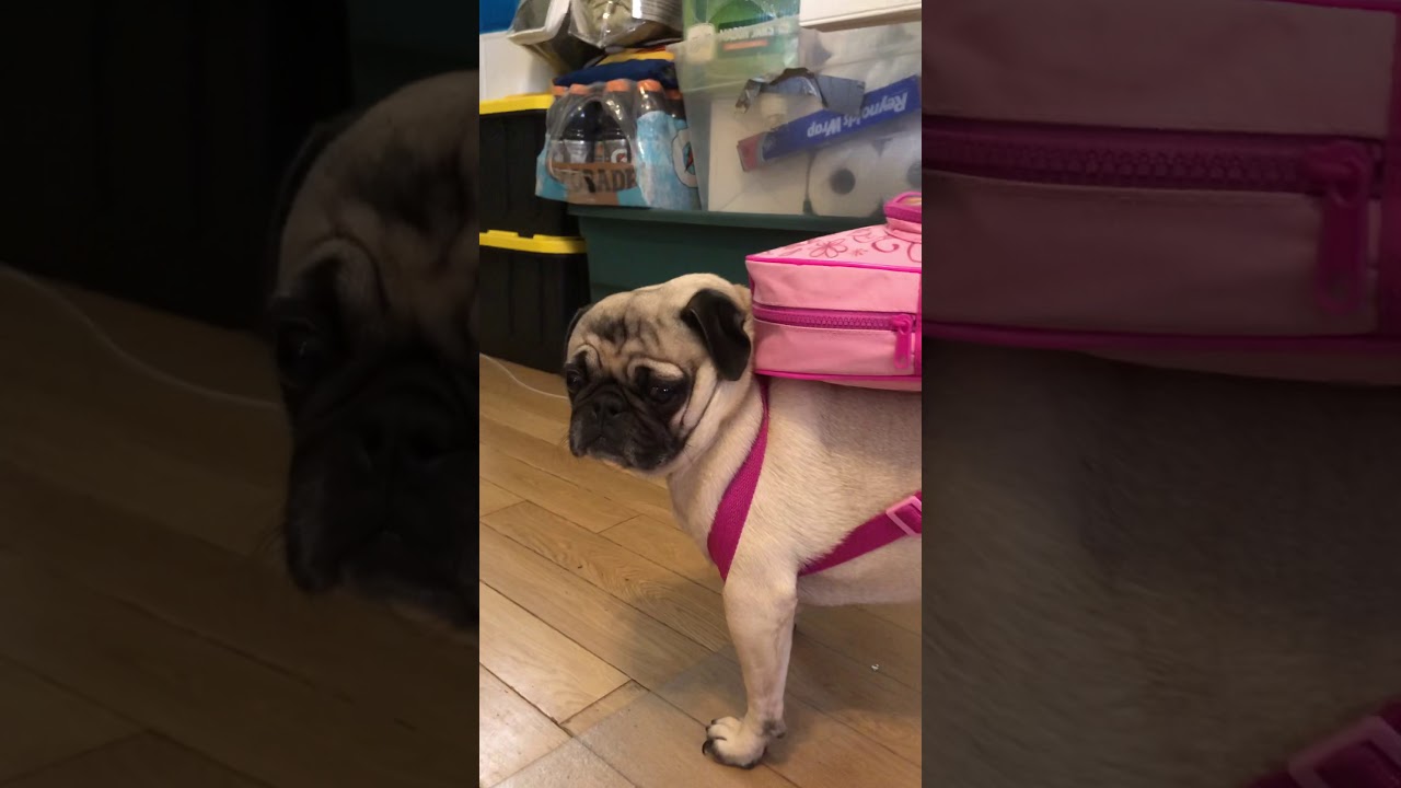 Coco the school pug - YouTube