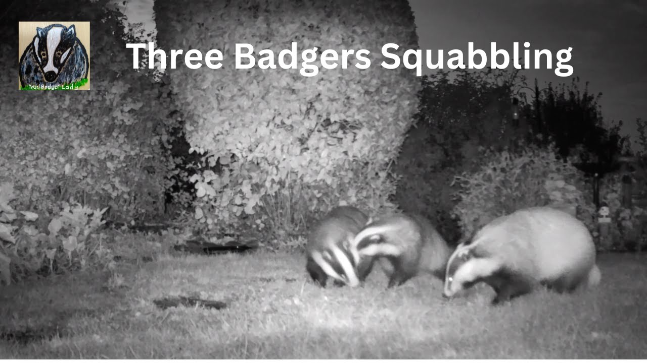 Three Badgers Squabbling - YouTube