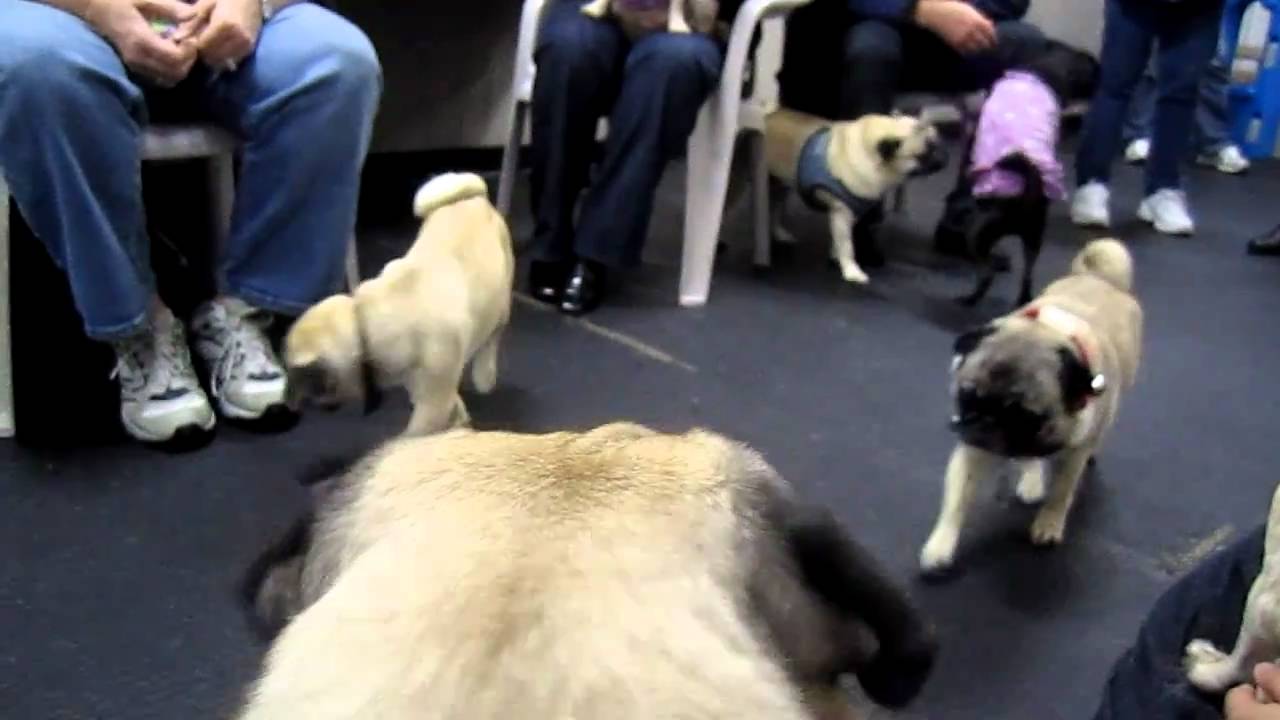 Hammy's Birthday at the Christmas Pug Party - YouTube