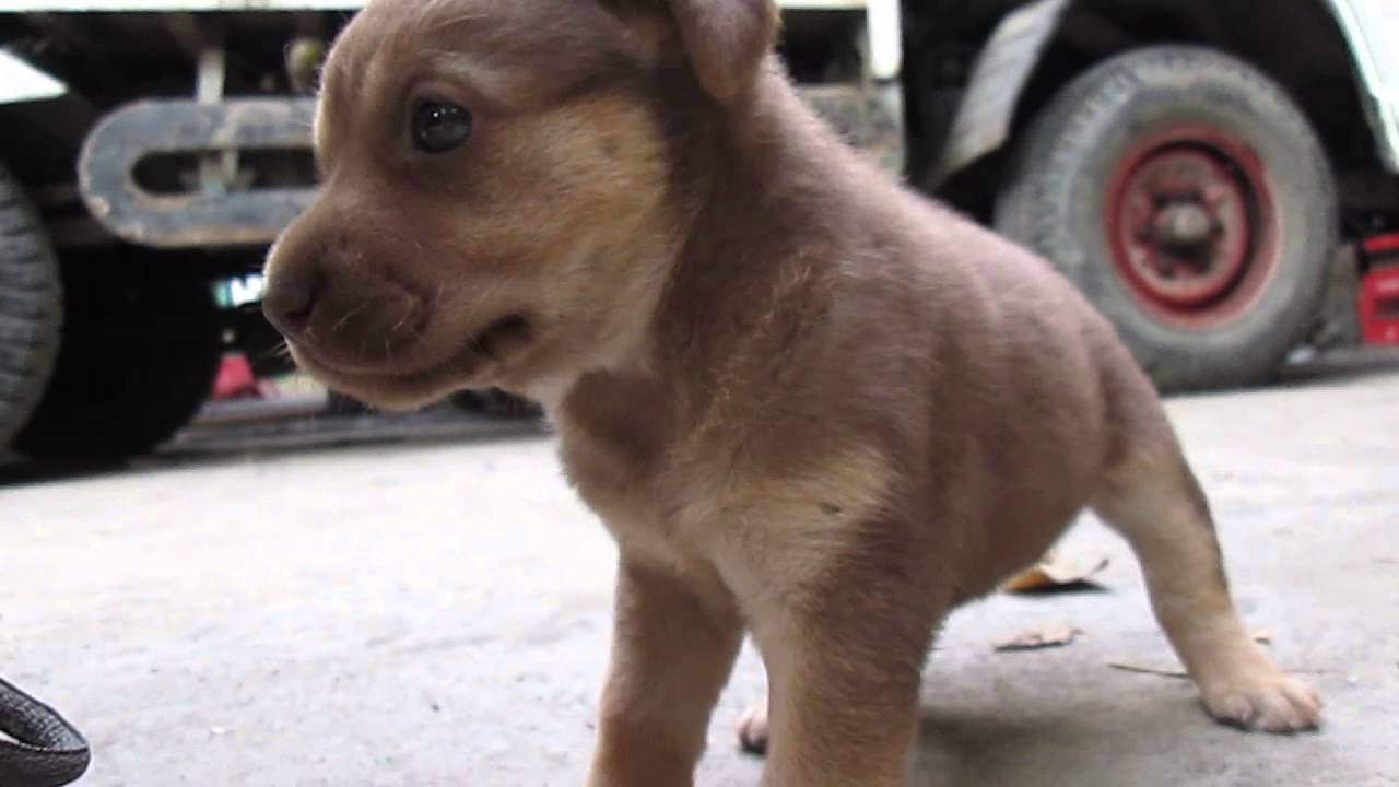 dagul x pup - YouTube