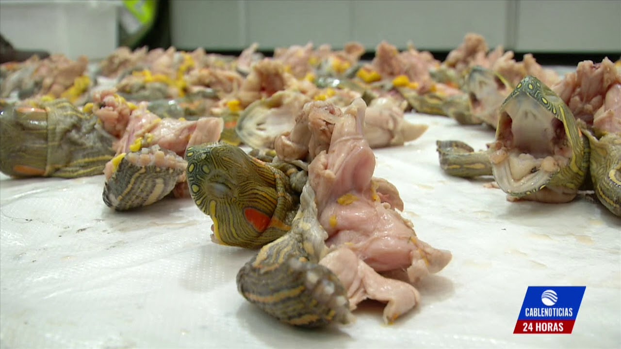 Incautan tres kilos de carne de tortuga hicotea en Bogotá - YouTube