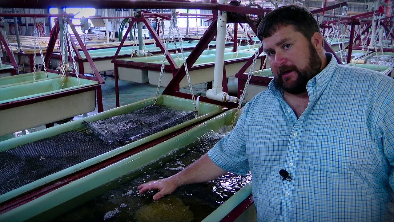 Catfish is Life: Need More Fisheries - YouTube