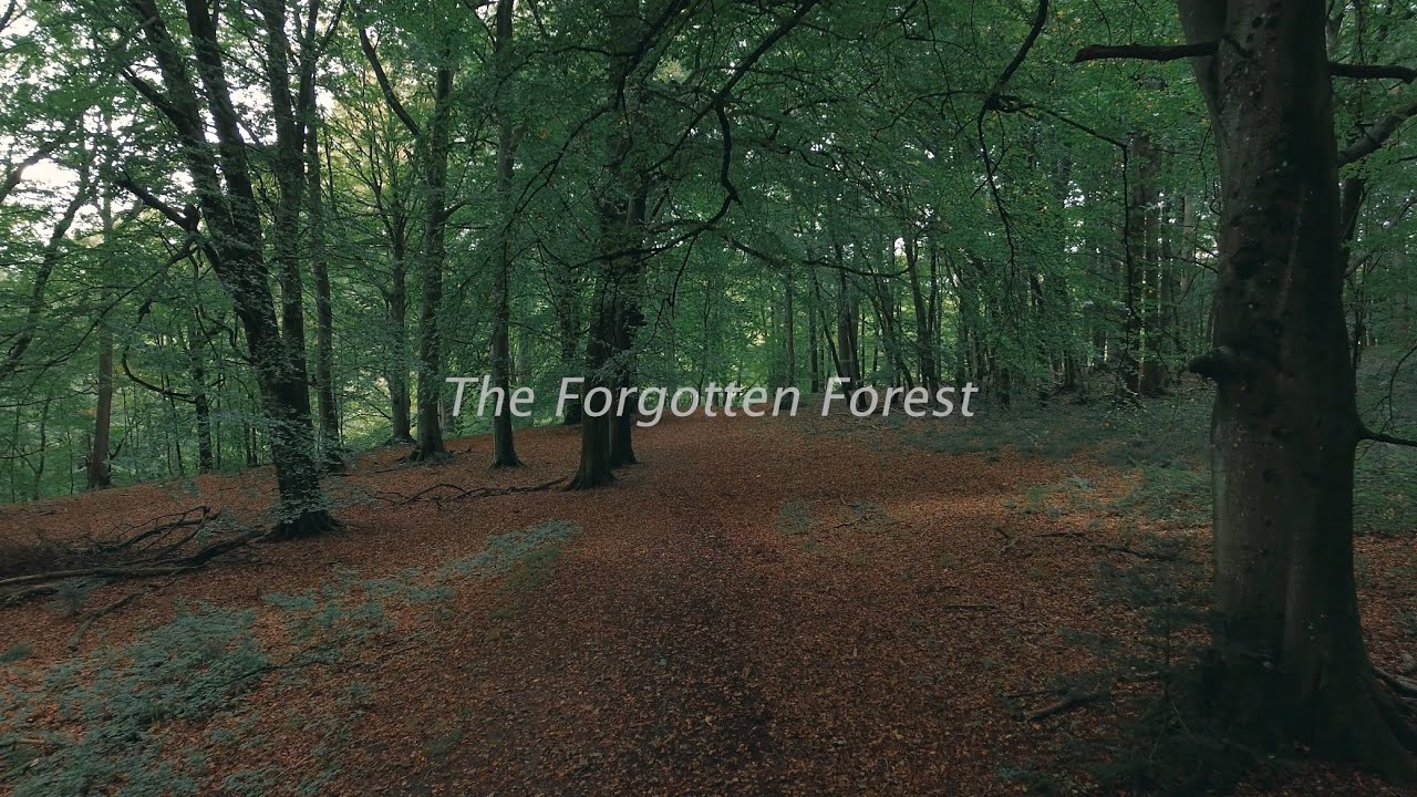 Autumn colours in a forgotten forest - YouTube