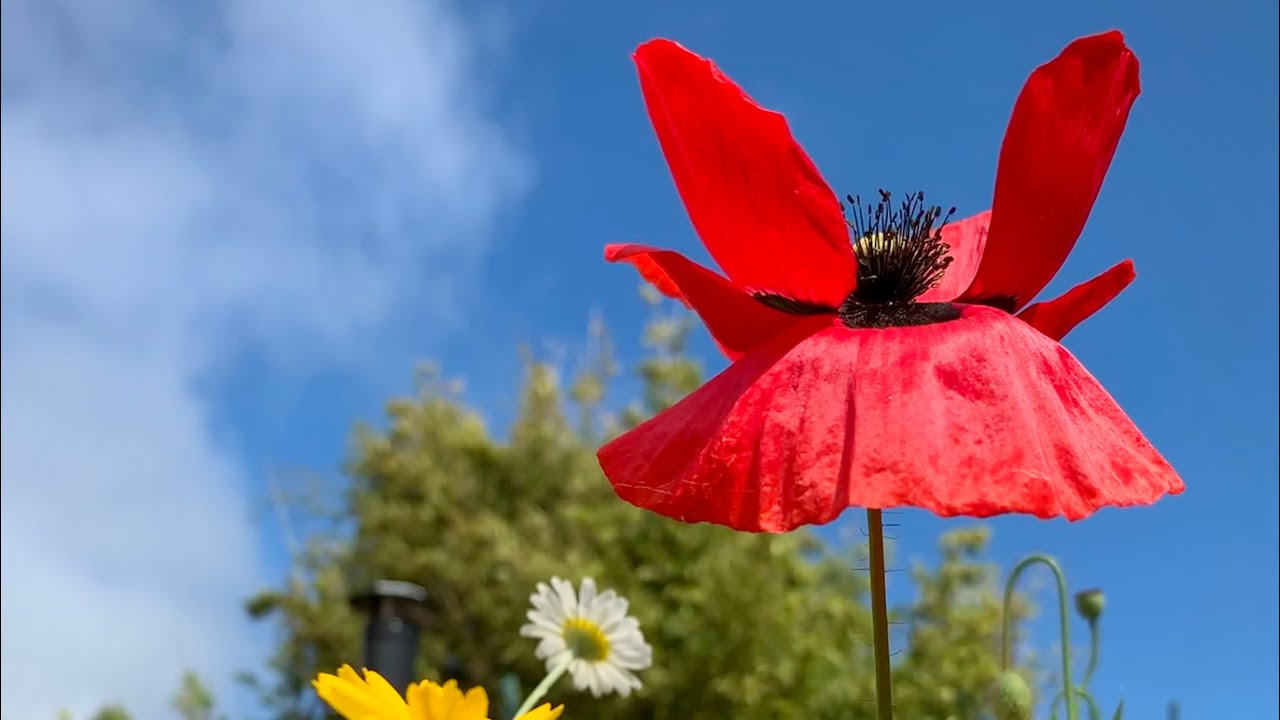 The Robin and the Goddess Sun by Paul Gaughan March 2nd 2022. In memory ...