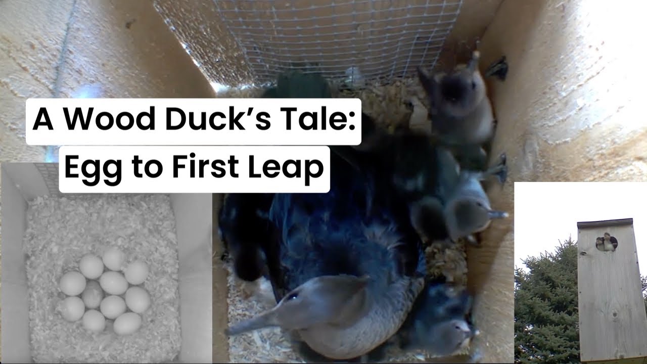 A Wood Duck’s Tale: Egg to First Leap | My Backyard Friends - YouTube