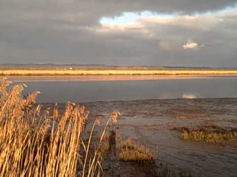 Tour Scotland River Tay Reed Beds - YouTube