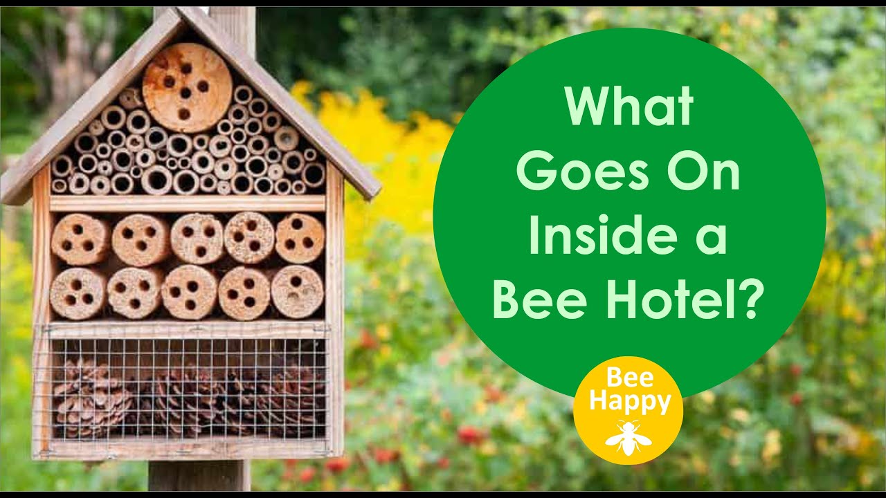 Inside a Bee Hotel - YouTube