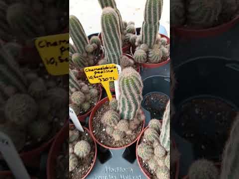 Çiçek Güzeli Kaktüslerimiz