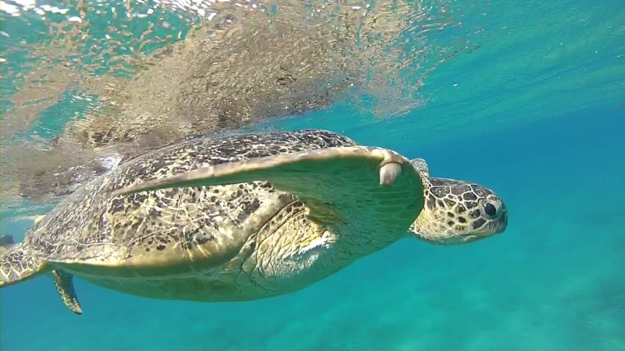 GoPro Egypt šnorchlování 2013 - YouTube