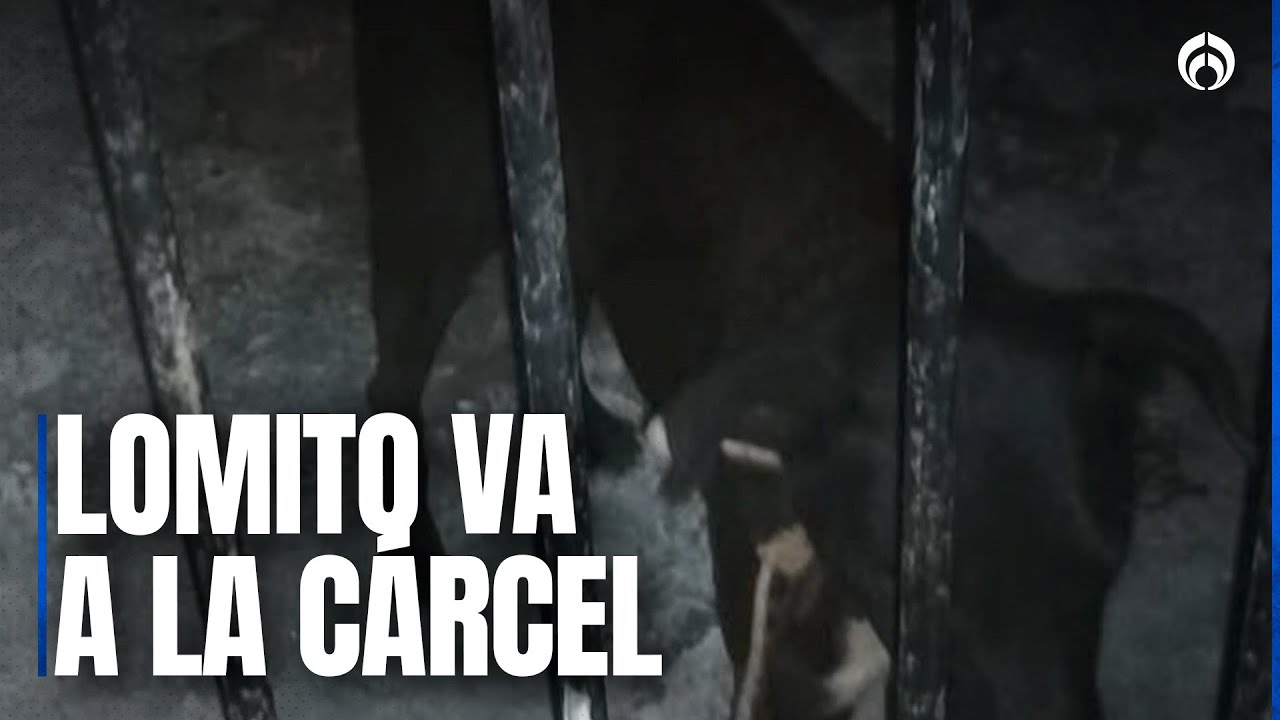 'Detienen' a perro agresivo en Yucatán - YouTube