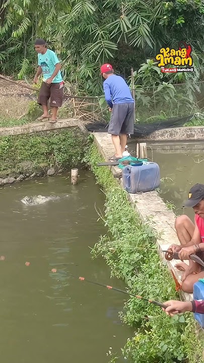 triple strek lele babon #shorts #fishing #mancing #mancinglele #mancingmania # ...