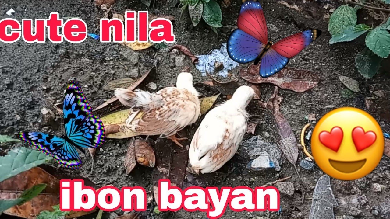 ibong maya bayan | papaclent tv - YouTube