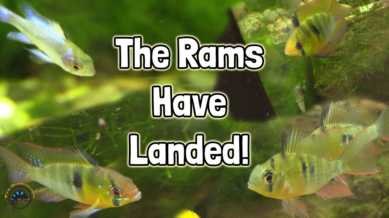 This Week's Fish Delivery was RAM-tastic! - Tons of Rams, Fancy Bettas ...