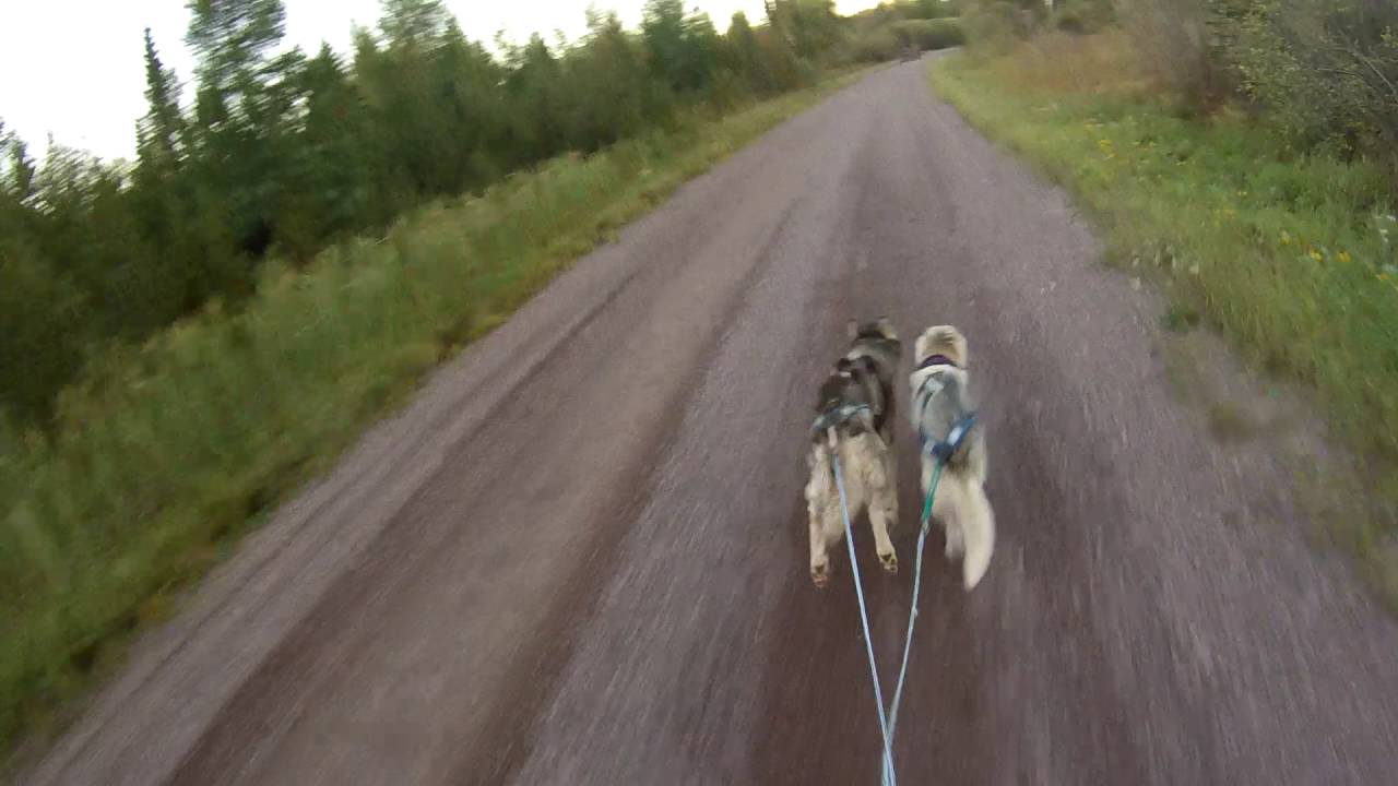 Husky fun 8. - YouTube