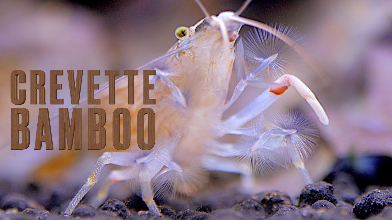 La crevette bamboo (Floraquatic) - YouTube