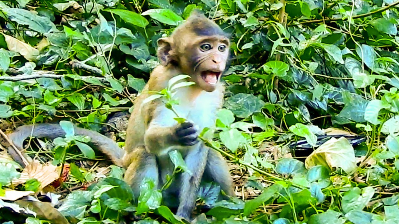 OMG.. Jazzy Monkey Cry So Spoiled Angrily Not Want To Jane Monkey Walk ...