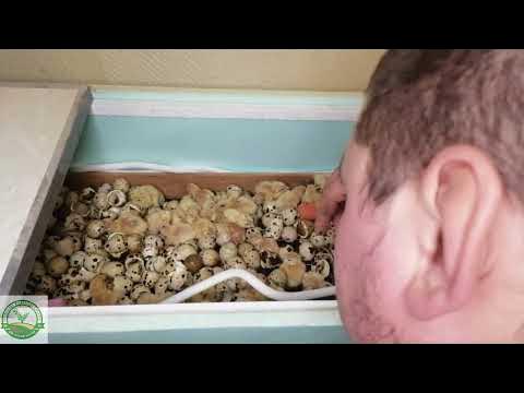 #7 Инкубация перепелов в инкубаторе матрица Вегас, конец инкубации. Я ...