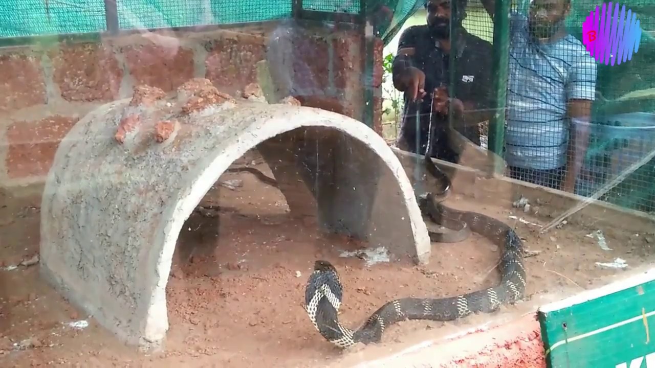 The King Cobra eating big snakes - YouTube