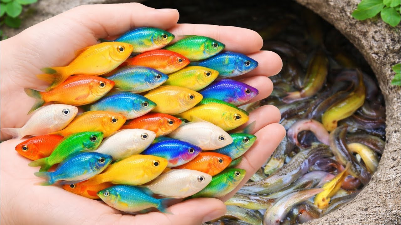 Amazing pond catch: pencil fish & ping pong fish - YouTube