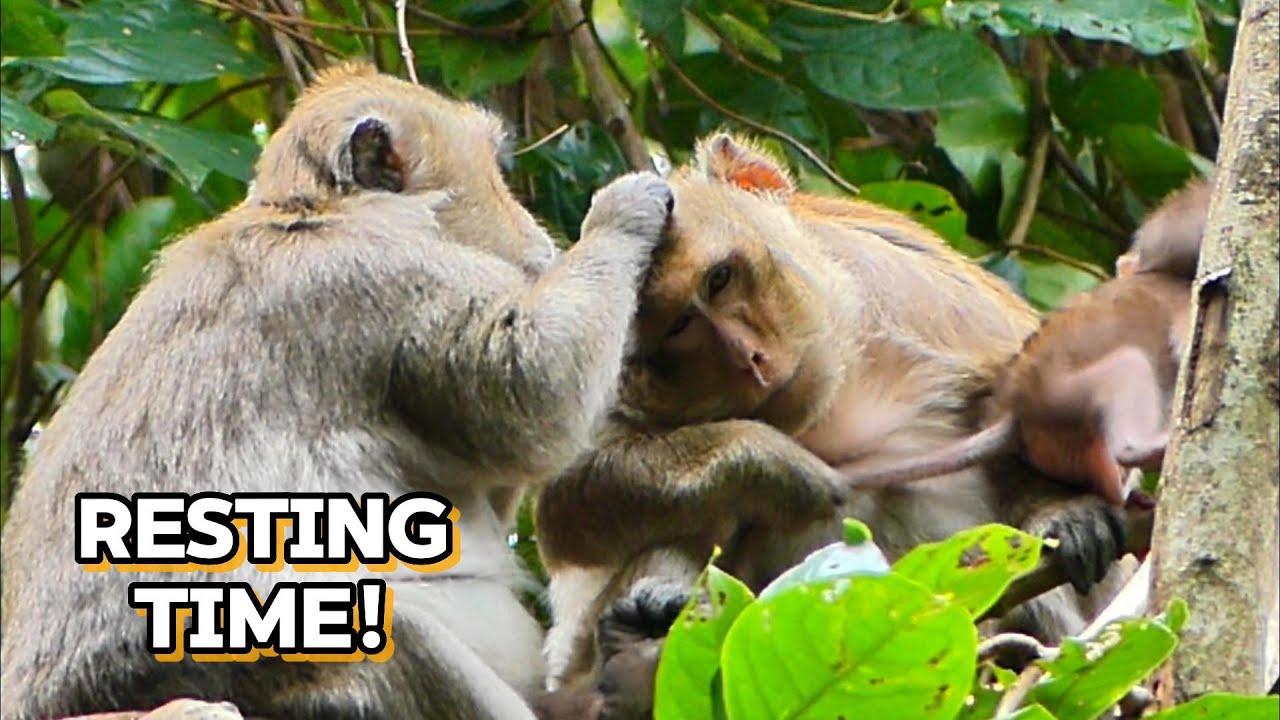 So Sweet! Laila Gives Special Grooming to Brinn,@monkeynaturekh - YouTube