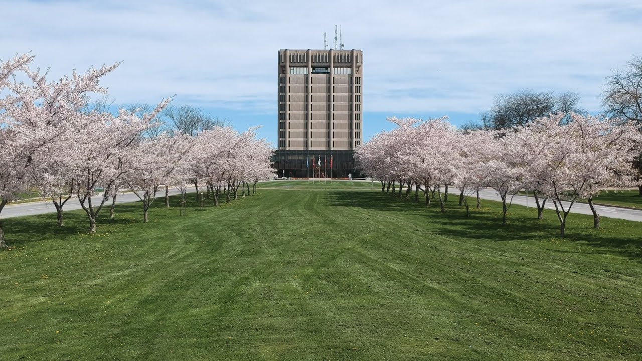 Cherry Blossoms at Brock - YouTube