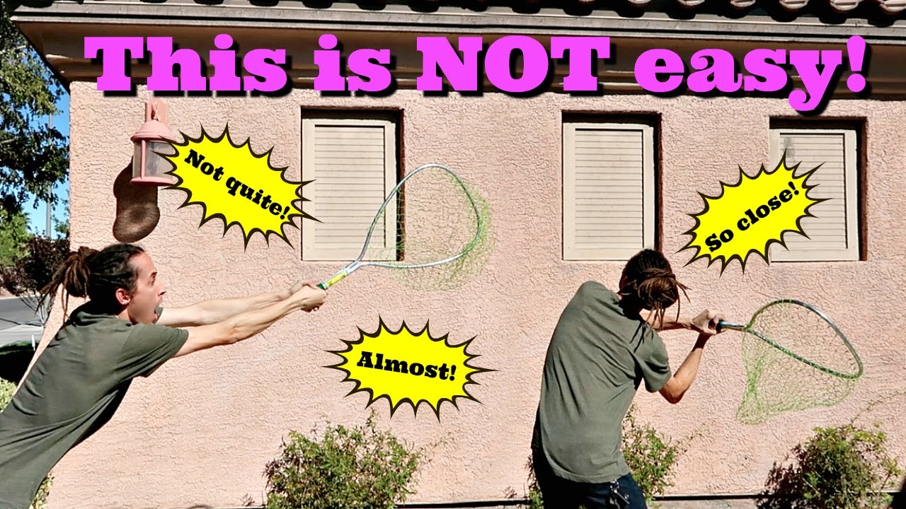 HOW TO CATCH A HUMMINGBIRD!! - YouTube