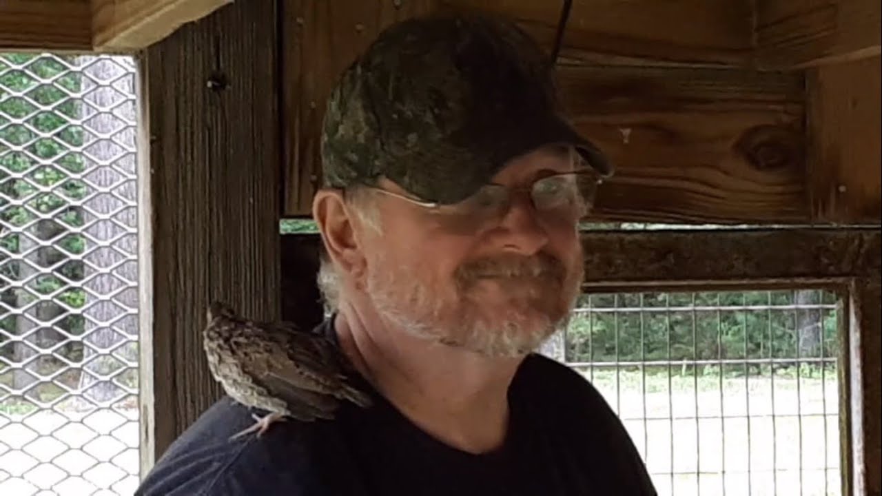 Moving 4 Week Old Bobwhite Chicks to Outdoor Pens and Cleaning the ...