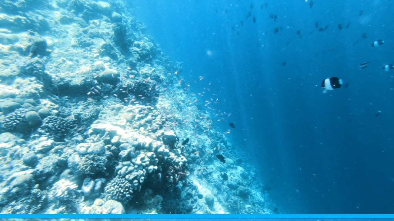 Sun Aqua Vilu Reef Drop off snorkeling Maldives 2018年6月 - YouTube