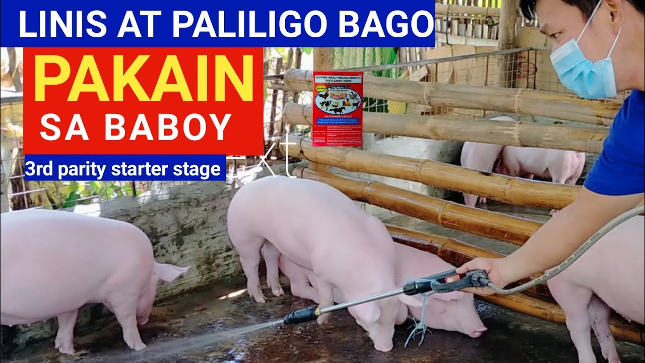LINIS AT PALILIGO BAGO PAKAIN SA BABOY / 3rd parity/ Dodong Villaran ...