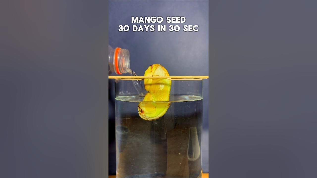 Growing mango seed for a month , TIME LAPSE #mango - YouTube