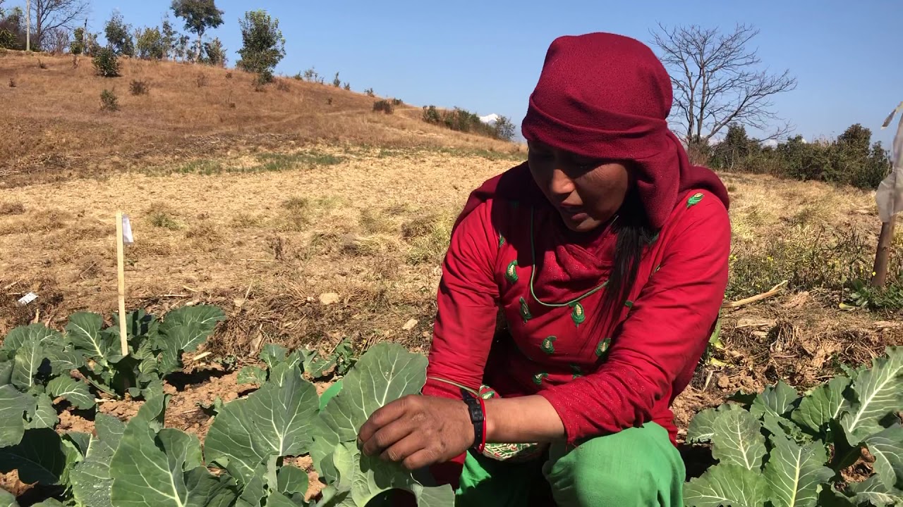Niwf Nepal - IPM Training - YouTube