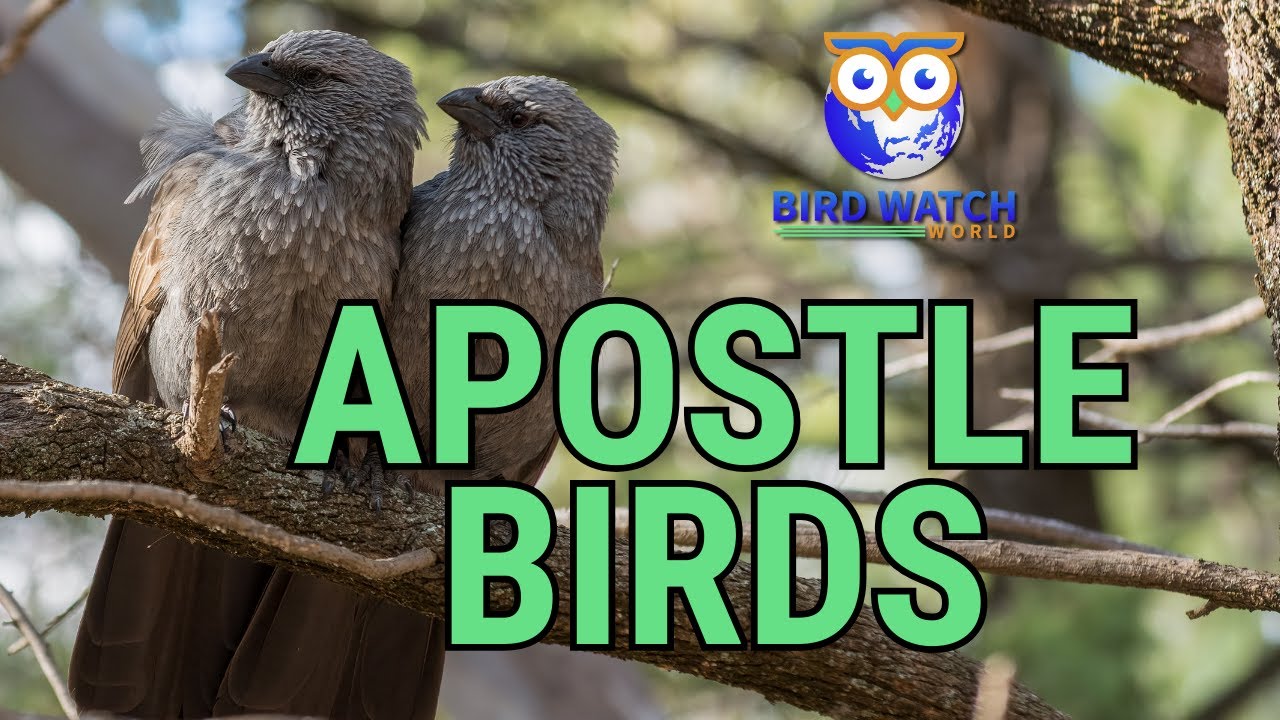 Apostle Birds Australia - The Shaggy Grey Lousy Jack Birds - YouTube