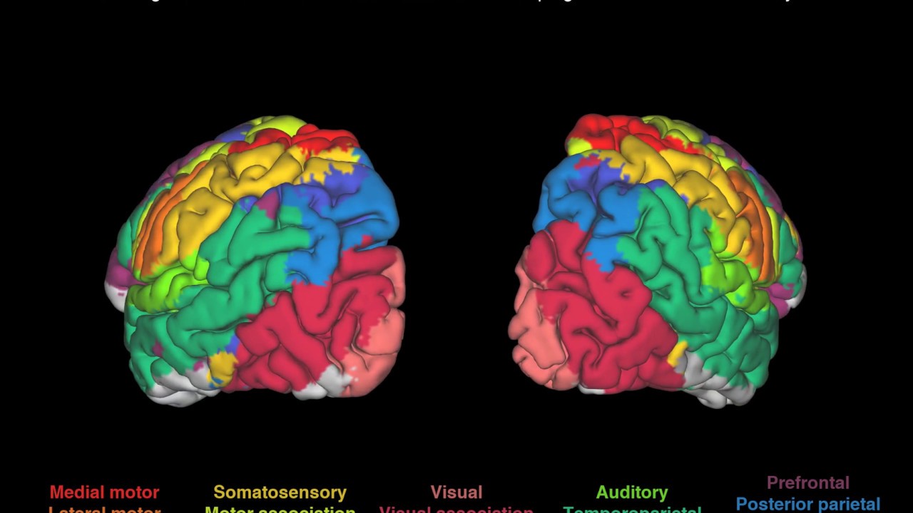 Resting-state functional brain networks in the Developing Human ...