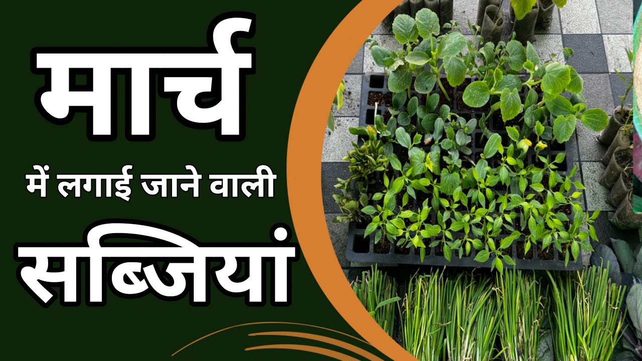 March me Lagai jane Vali Sabjian || Vegetables to Grow in March ...