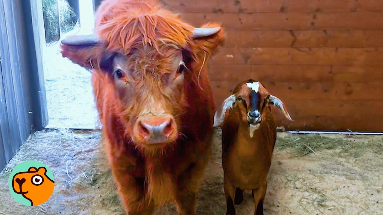 Bull and Tiny Goat Rule The Farm And Share Bedtime | Cuddle Buddies ...