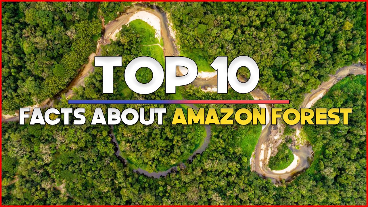top 10 facts about amazon forest. - YouTube