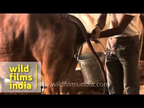 How to make a cow urinate - Rubbing the vulva by hand