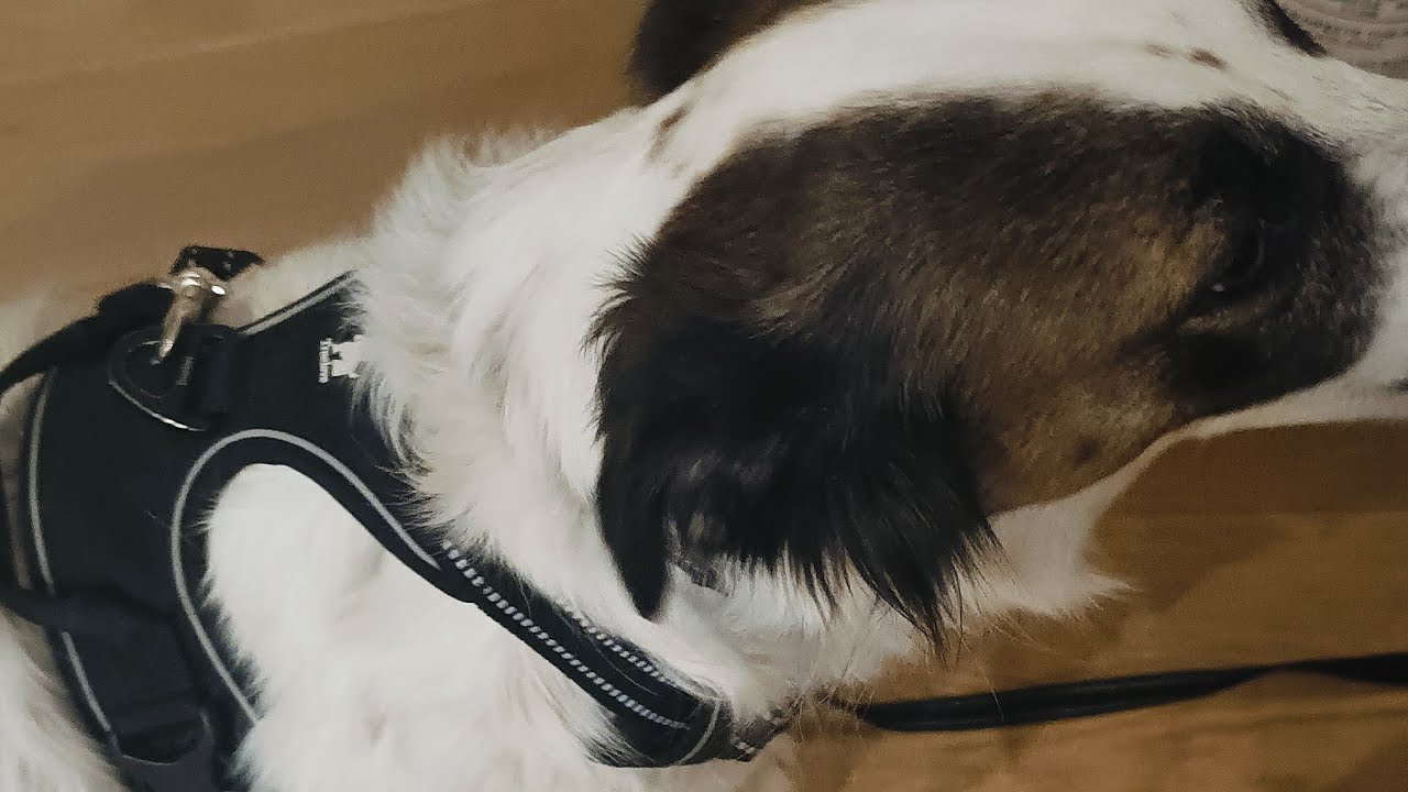 mylove is live #Walking with Tommy - YouTube