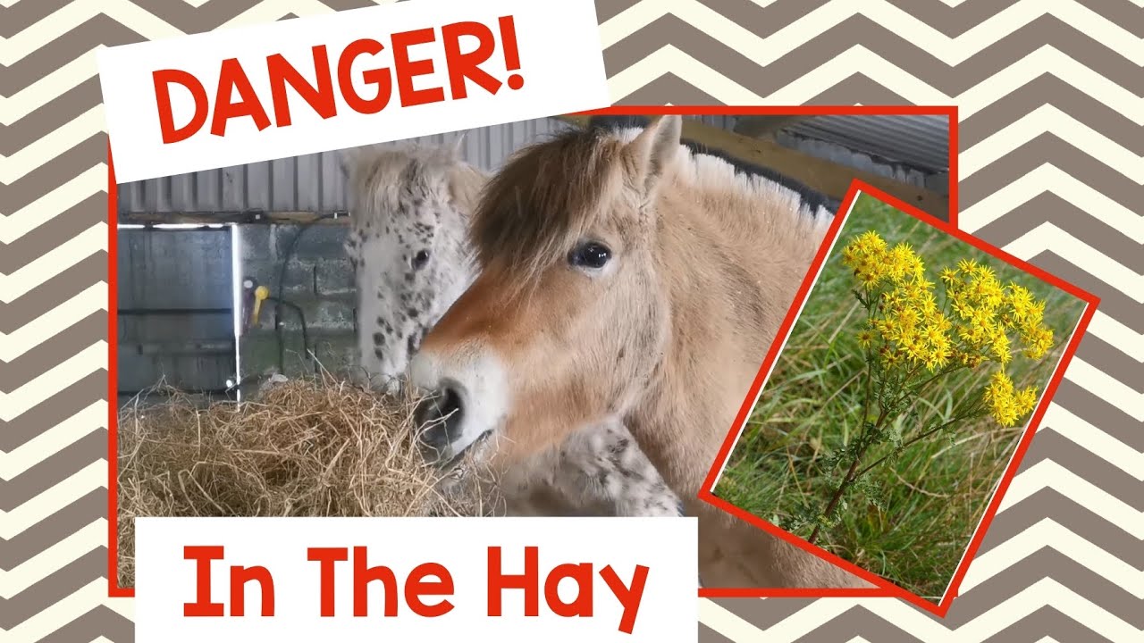 I FOUND RAGWORT IN MY HAY! advise on how to spot this poisonous plant ...