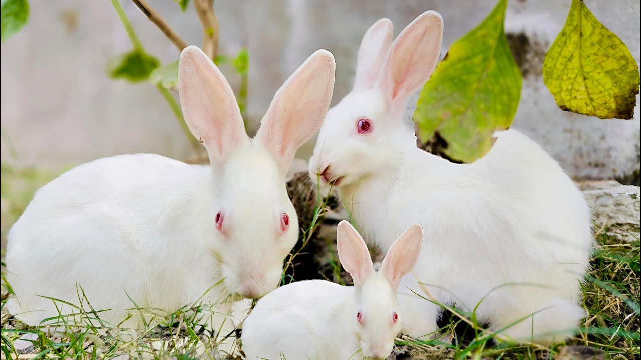 veri nice look rabbit | village rabbit video - YouTube