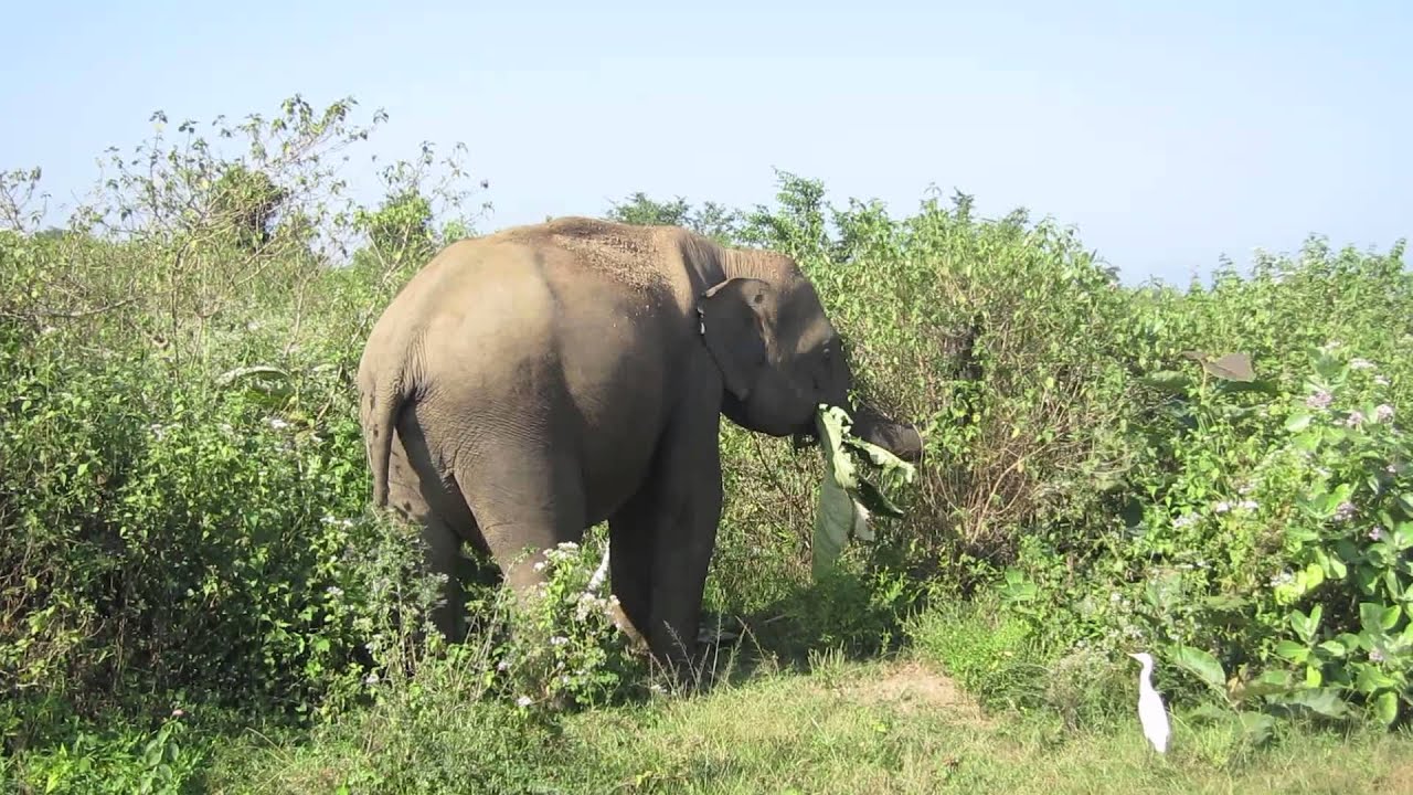 Elephant in Udawalawe - YouTube