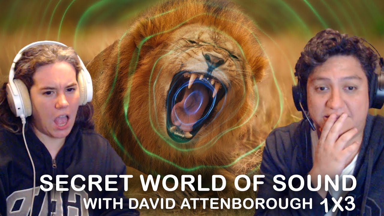 First Time Reacting to David Attenborough’s Secret World of Sound ...