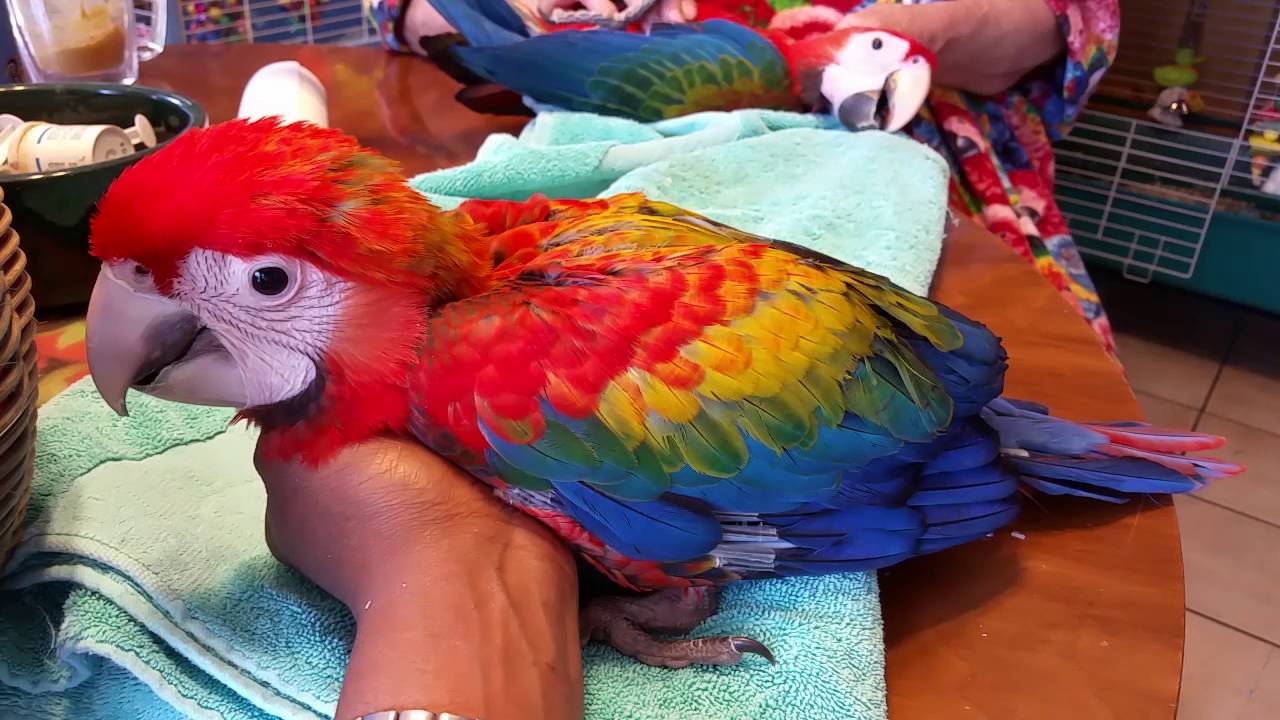 OUR NEW BABY CAMELOT MACAW - YouTube