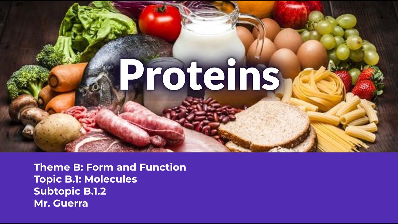 B.1.2 Proteins - IB Biology SL NEW SYLLABUS First assessment 2025 - YouTube
