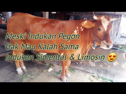 Ciri Induk Sapi Pegon Super - YouTube