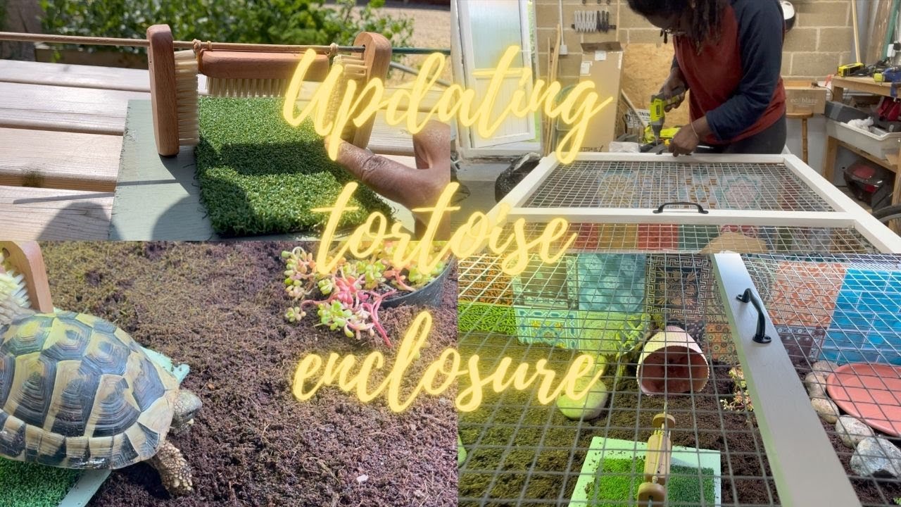 Updating my tortoise table/indoor enclosure and enrichment ideas - YouTube